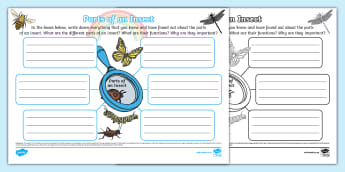 Insects For Grade 3 | South Africa | Teaching Resources