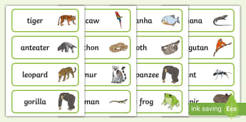 Jungle & Rainforest English Primary Resources, Literacy, Words