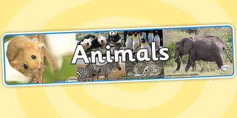 KS1 Animals Display Resources - Animal Posters, Mats & more