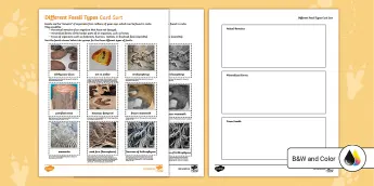 Third Grade Fossils | twinkl.com