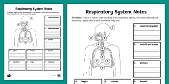 Respiratory Systems | twinkl.com