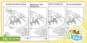 Bugs and Insects Science | twinkl.co.uk
