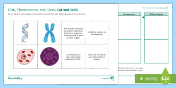 Inheritance and Evolution | KS3 Biology | Beyond - Twinkl