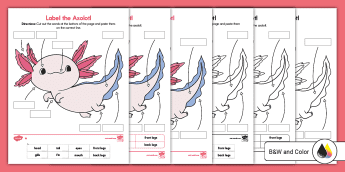 Cut and Paste Worksheets | twinkl.com