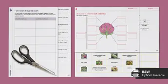 Plant Reproduction Resources | twinkl.co.uk