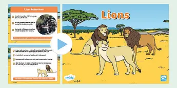 Lions Resources | twinkl.co.uk