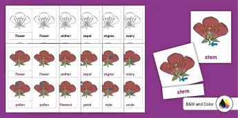 Parts of Flowers | twinkl.com