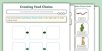 Food Chains Biology | twinkl.co.uk