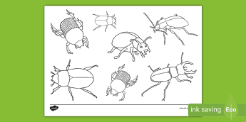 Beetle Art Activities | twinkl.co.uk