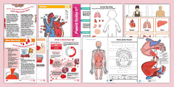 The Human Body | KS2 Science Resources | Human Body Topic