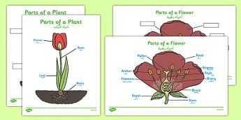 Biology Translation • Twinkl.com.au