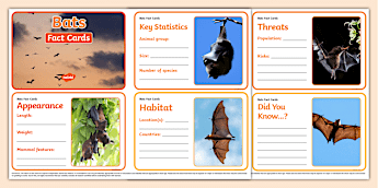 Bats Activities and Facts | twinkl.co.uk