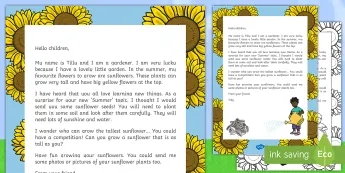 Sunflower Plants | twinkl.co.uk