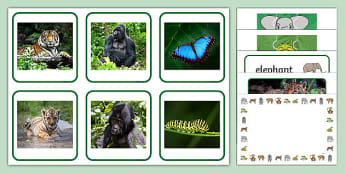 Rainforest and Jungle Activity Ideas For Kids To Do At Home