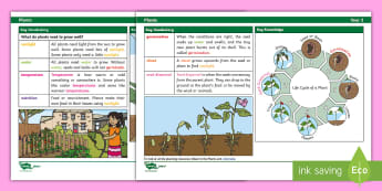 Plants - Year 2 Science Resources - Twinkl
