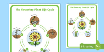 Life Cycle Displays for the Australian Early Years Setting