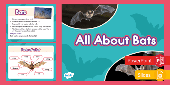 Bats Activities for Kindergarten | twinkl.com
