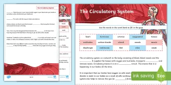 Circulatory System Resources | twinkl.co.uk
