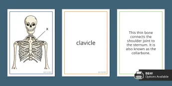 Human Skeletons | twinkl.co.uk