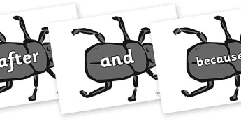 Beetle Images | twinkl.co.uk