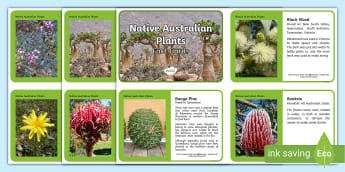Australian Flora and Fauna Worksheets and Resources | Plants