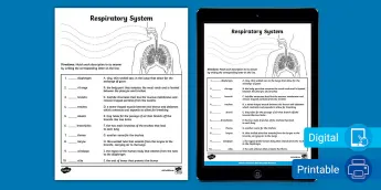 Respiratory Systems | twinkl.com