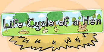 Life Cycle of a Chicken | Lesson Plans | EYFS Resources