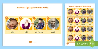 Human Life Cycles | twinkl.com.au