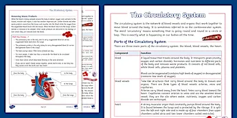 Circulatory System Resources | twinkl.co.uk