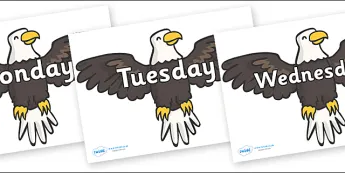 Eagles Education Resources | twinkl.com.au