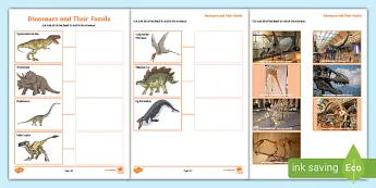 Fossils Activities | twinkl.co.uk