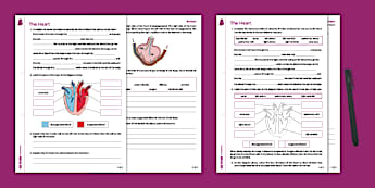 Health and the Human Body | KS3 Biology | Science | Beyond