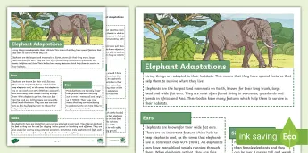 Elephant Education Resources | twinkl.co.uk