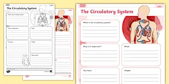 Circulatory System Resources | twinkl.co.uk
