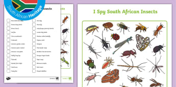 Insects For Grade 3 | South Africa | Teaching Resources