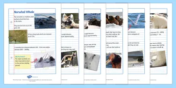 Printable Fact Files | twinkl.co.uk