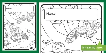 Owl Themed Resources | twinkl.co.uk