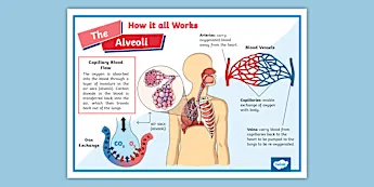 Alveoli Biology Resources | twinkl.co.uk