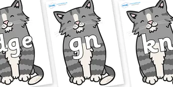 Kittens Images | twinkl.co.uk