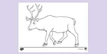 Reindeer Colouring Sheets | twinkl.com.au