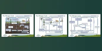 Nitrogen Cycles Biology | twinkl.co.uk
