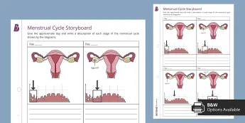 Menstrual Cycles | twinkl.co.uk