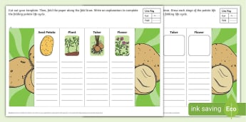 Life Cycle of a Plant - Teaching Plant Life Cycles - KS2