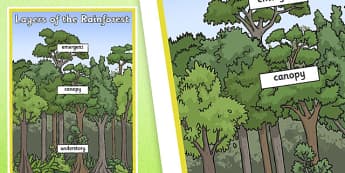 KS2 The Rainforest, Geography, The Rainforest, KS2