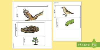 Food Chains Science | twinkl.co.uk