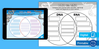 DNA Replication Doodle Notes | twinkl.com