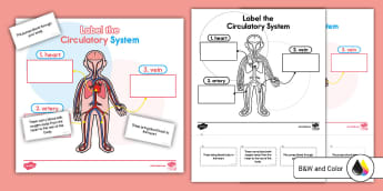 The Human Body - 2nd Grade Science teaching resources