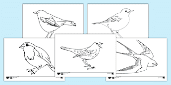 Spring Birds Activities | twinkl.co.uk