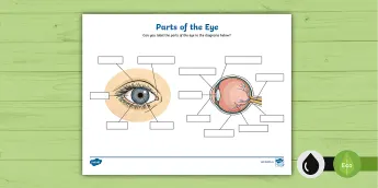 Human Eye Worksheets | twinkl.com.au