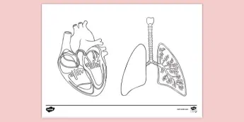 Skeleton Colouring Pages | Twinkl